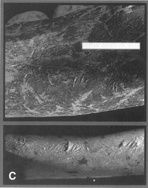 Neanderthal cannibalism is less surprising than you think - Ars Technica