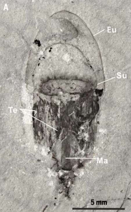 Half the species in a new Cambrian fossil site are completely new to us ...
