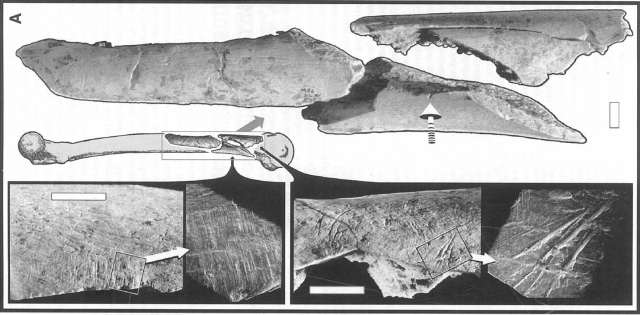 Neanderthal cannibalism is less surprising than you think - Ars Technica