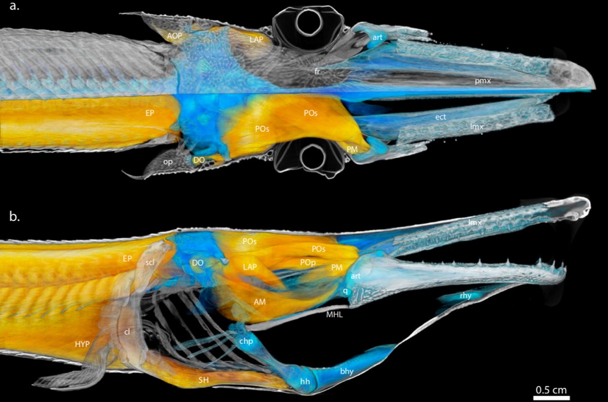 Alligator gar both sucks and chomps to catch its prey, new study finds ...