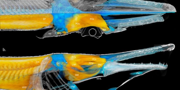 Alligator gar both sucks and chomps to catch its prey, new study finds ...