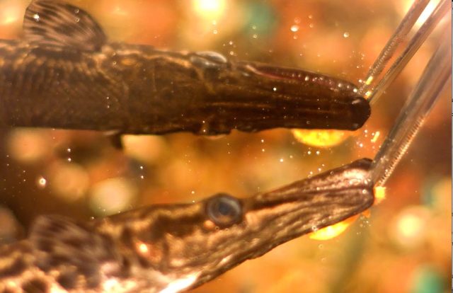 Alligator gar both sucks and chomps to catch its prey, new study finds ...