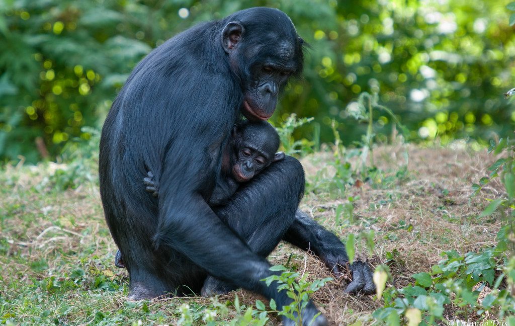 Genes from an extinct “ghost ape” live on in modern bonobos - Ars Technica