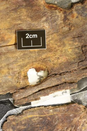 This 2,400-year-old bark shield took a beating in an Iron Age fight ...