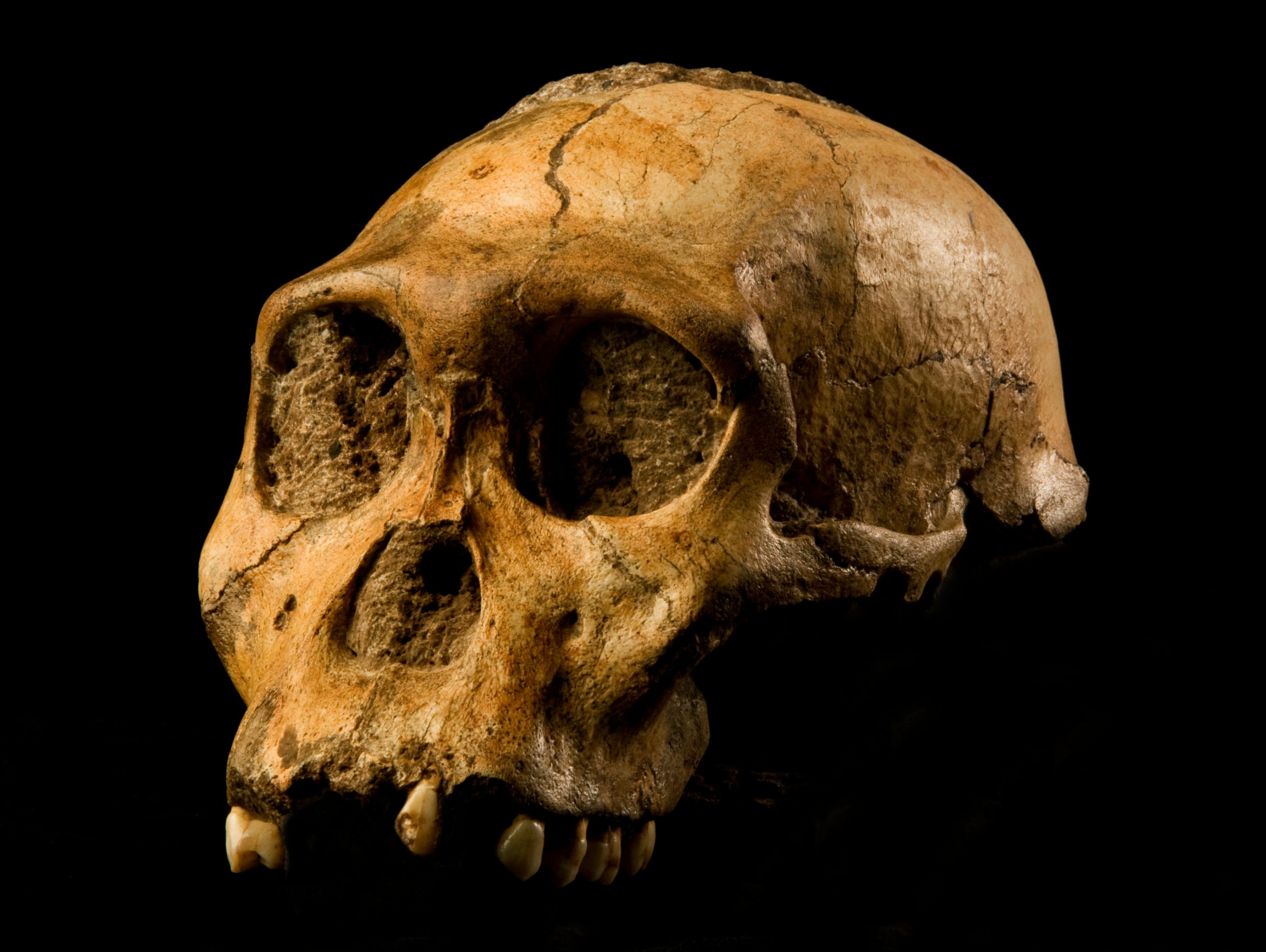 We probably don’t descend from Australopithecus sediba - Ars Technica