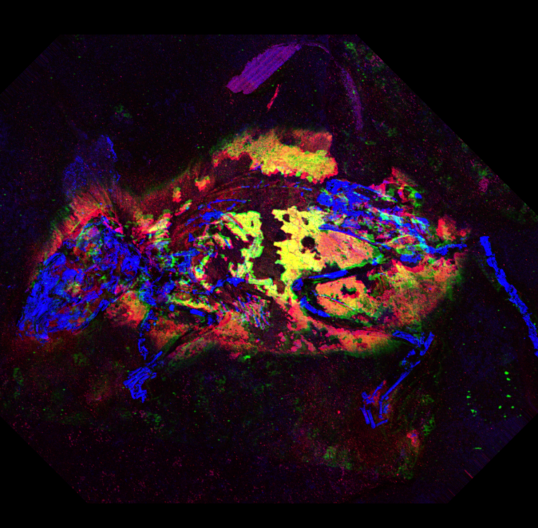 X-rays reveal the colors of a 3 million-year-old fossil mouse - Ars ...