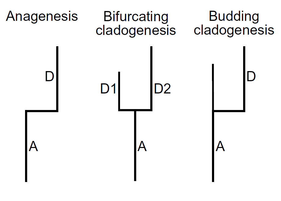 We probably don’t descend from Australopithecus sediba - Ars Technica