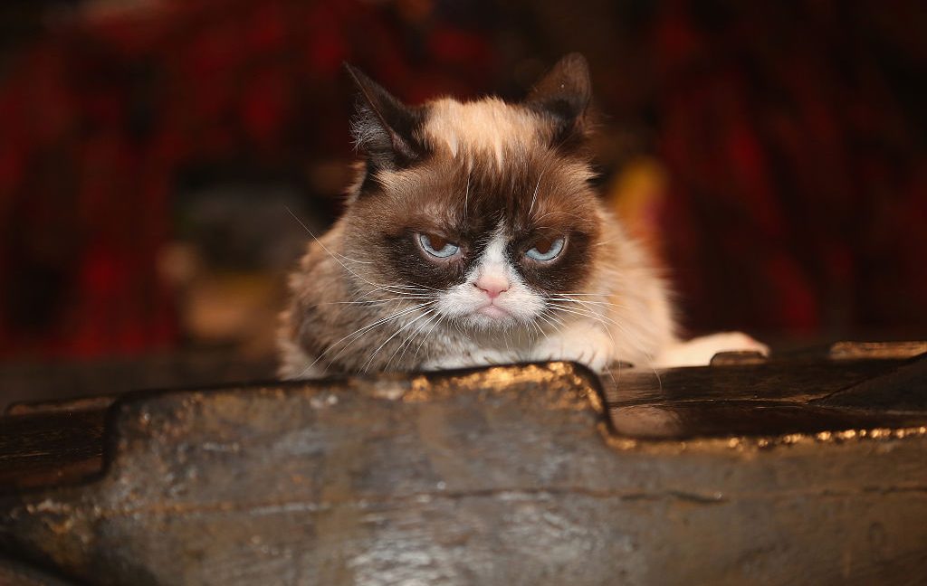 Grumpy Cat’s death marks the end of the joyful Internet - Ars Technica