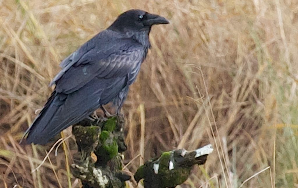 A sad raven bums out its friends - Ars Technica