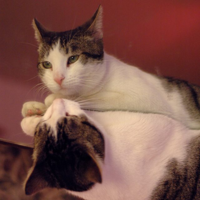 Following Schrödinger’s cat to its death and giving it a reprieve - Ars ...