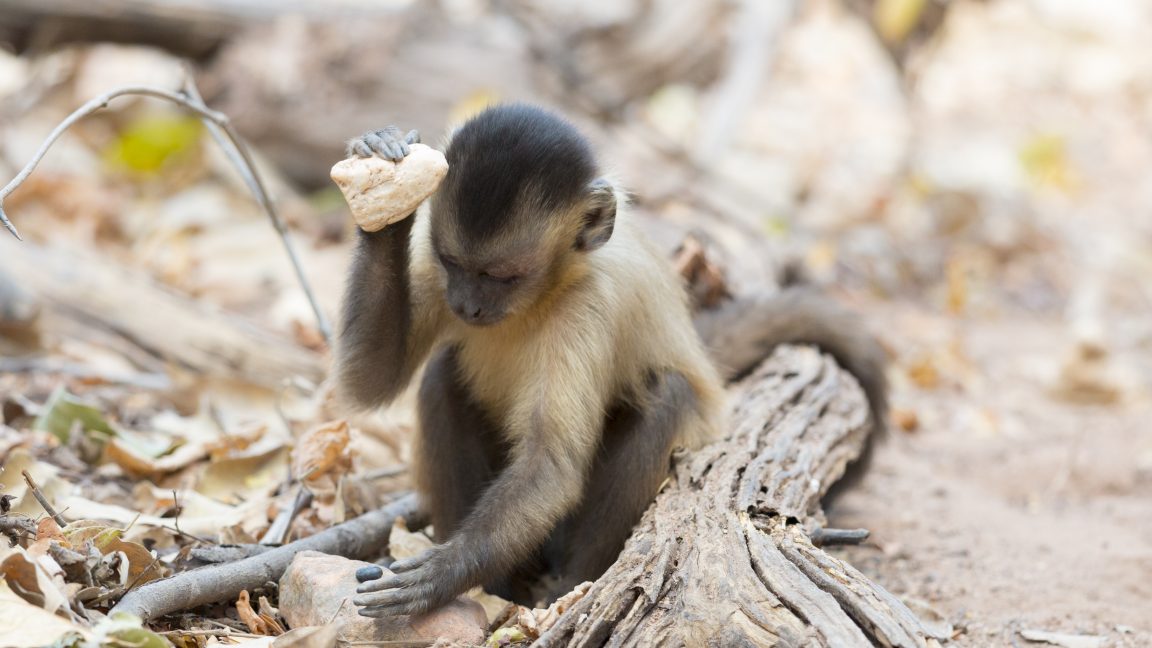 Capuchin monkeys have a 3,000-year archaeological record - Ars Technica