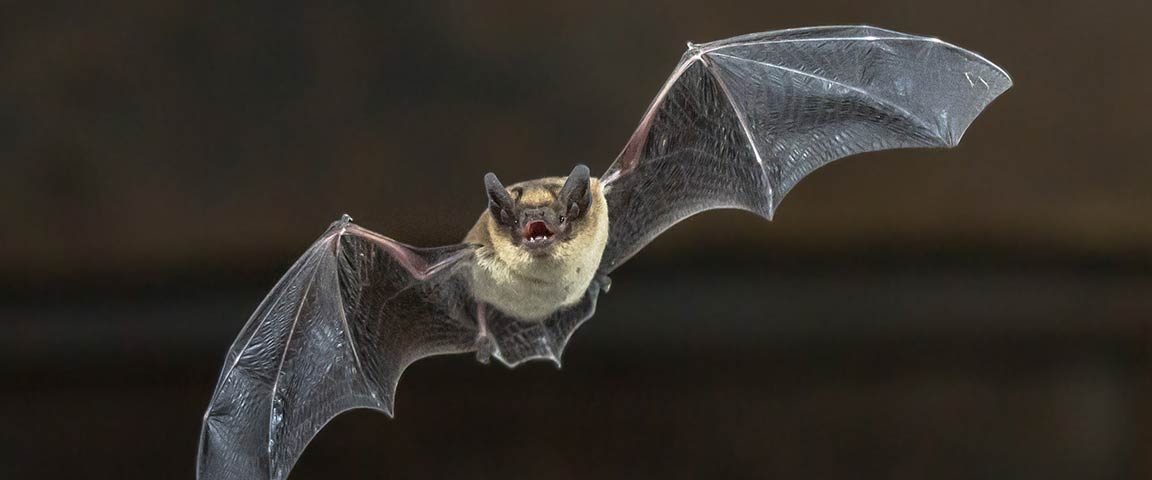 Why do bats have such bizarrely long lifespans? - Ars Technica