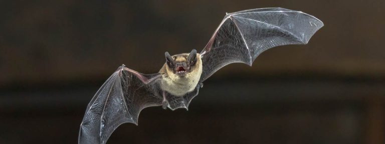 Why do bats have such bizarrely long lifespans? - Ars Technica