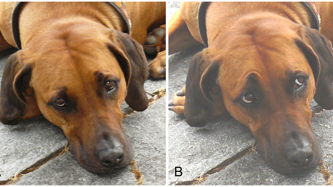 We may have inadvertently selected for muscles on dogs’ faces - Ars ...