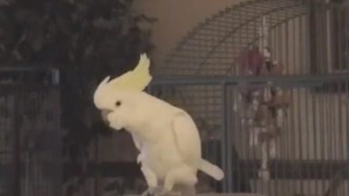 Snowball the dancing cockatoo has wide range of killer moves, new study ...