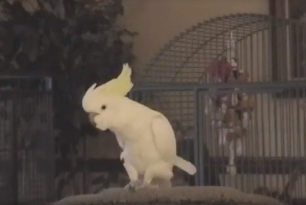 Snowball the dancing cockatoo has wide range of killer moves, new study ...