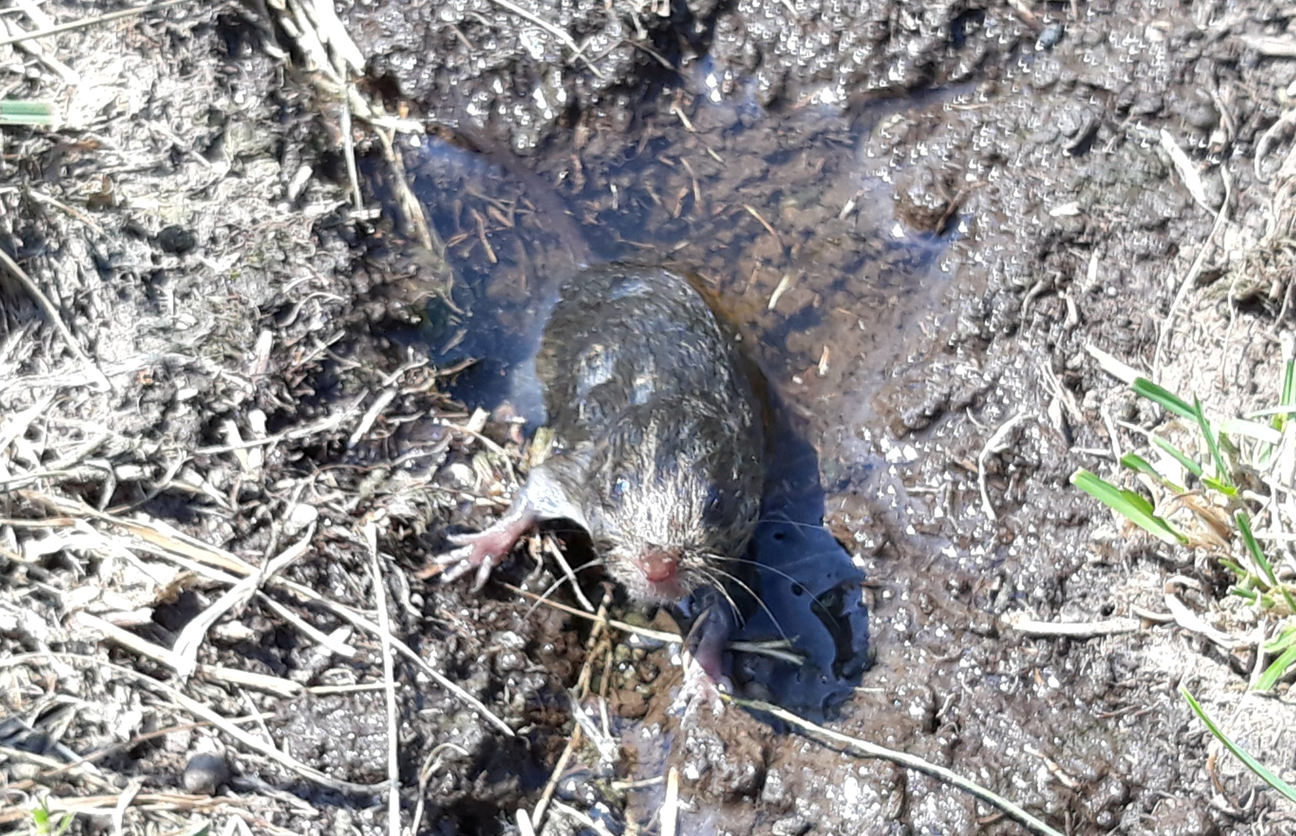 A plague upon your land: Mouse damage visible from space - Ars Technica