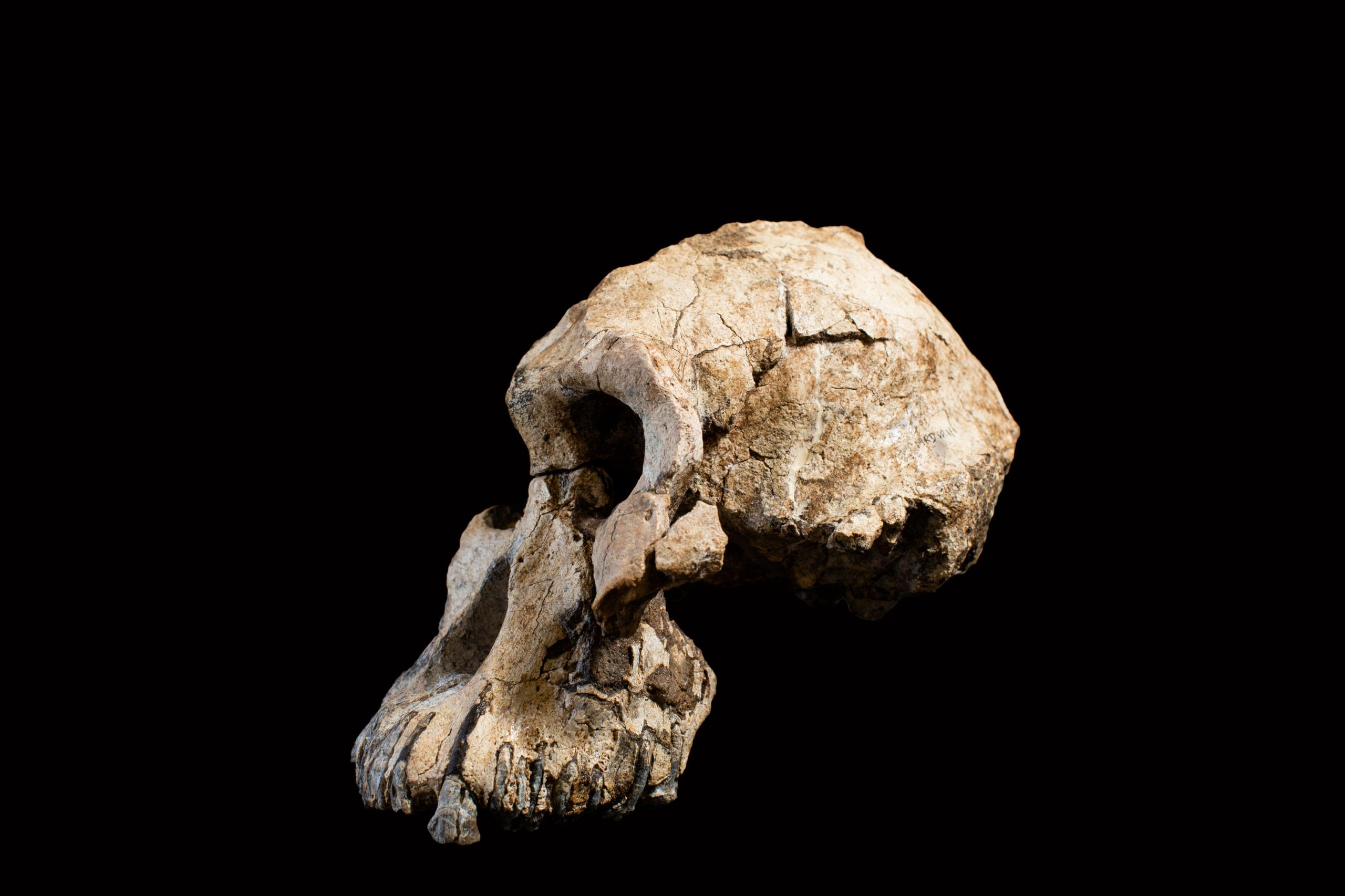 Early hominin skull fills in “a major gap” in the fossil record - Ars ...
