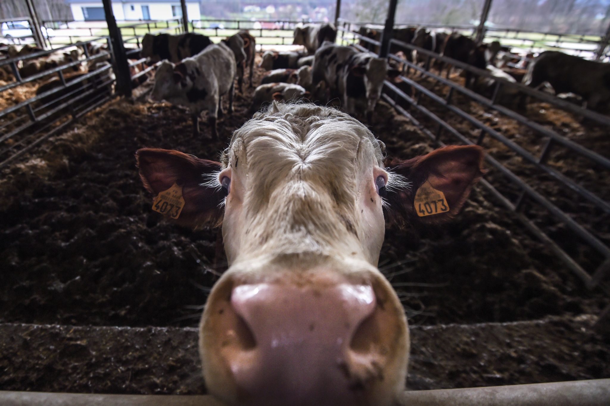 Deadly superbug outbreak in humans linked to antibiotic spike in cows ...