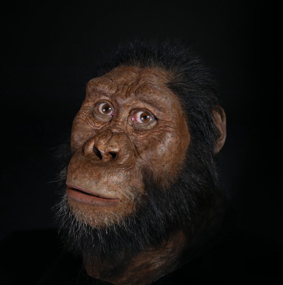 Early hominin skull fills in “a major gap” in the fossil record - Ars ...