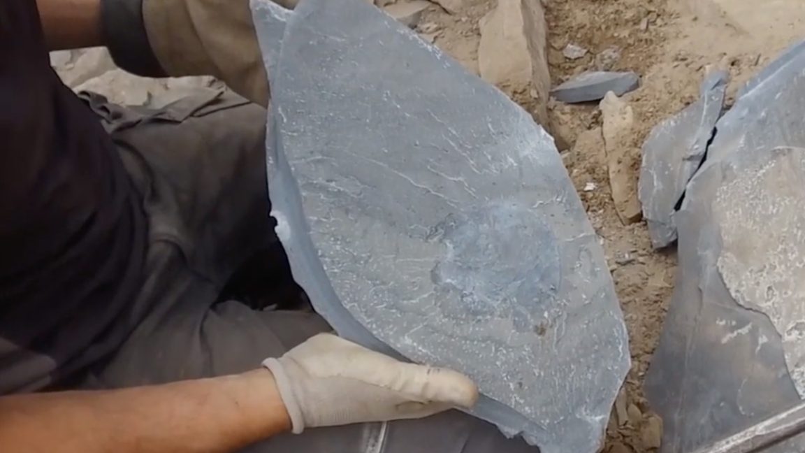 Scientists name new fossil species after Millennium Falcon from Star ...