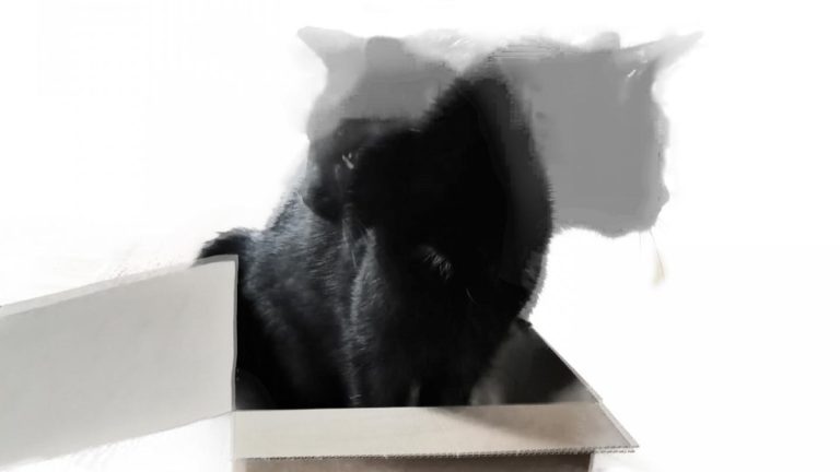 Tag: cat states - Ars Technica