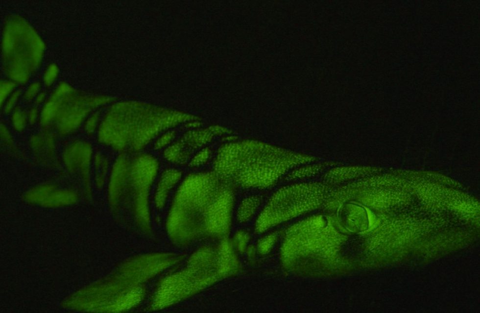 We now know what causes these two shark species to glow green - Ars ...