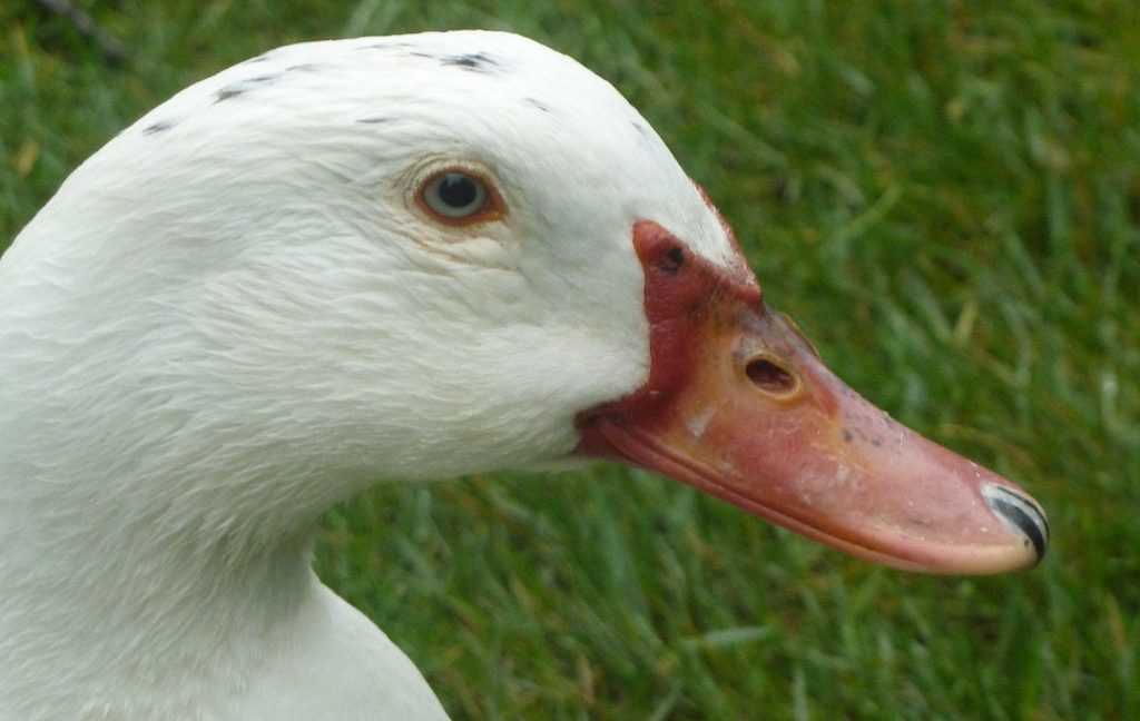 Untitled Goose Game review: HONNNNNNK - Ars Technica