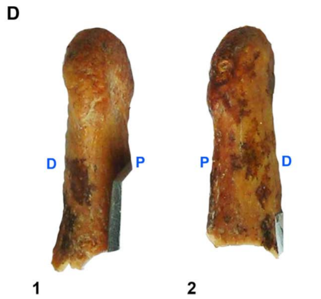 Denisovan fossil finger points to the timing of Neanderthal evolution ...