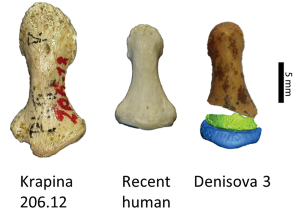Denisovan fossil finger points to the timing of Neanderthal evolution ...