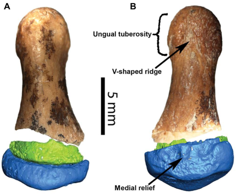 Denisovan fossil finger points to the timing of Neanderthal evolution ...