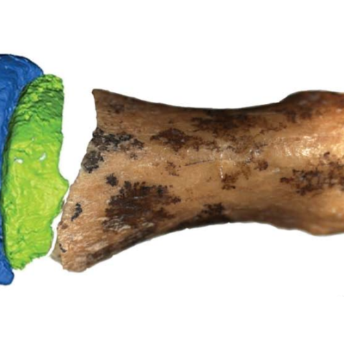 Tag: hominin evolution - Ars Technica