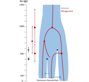 Denisovan fossil finger points to the timing of Neanderthal evolution ...