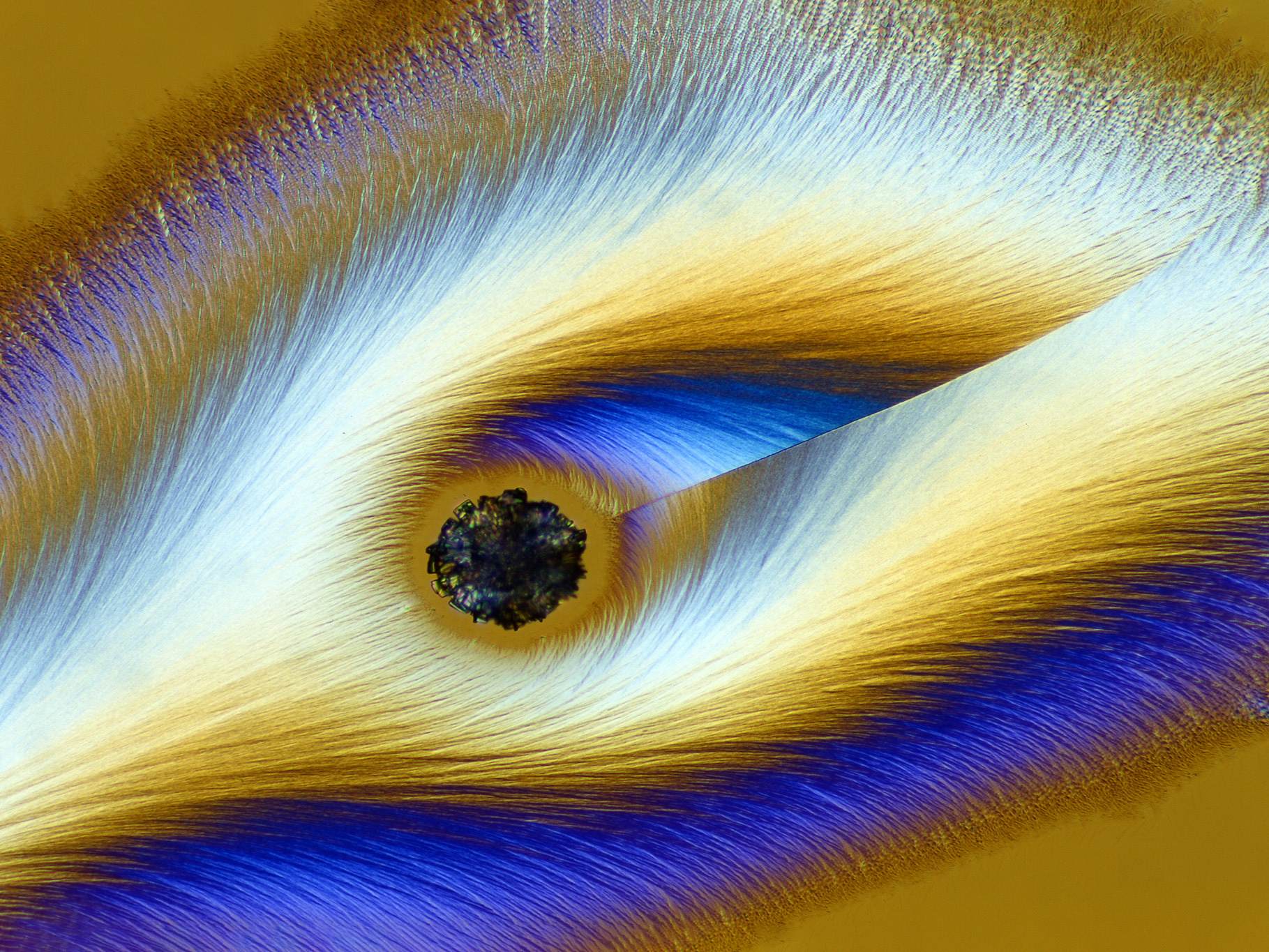 Nikon Small World microscopy contest: We’re all winners - Ars Technica