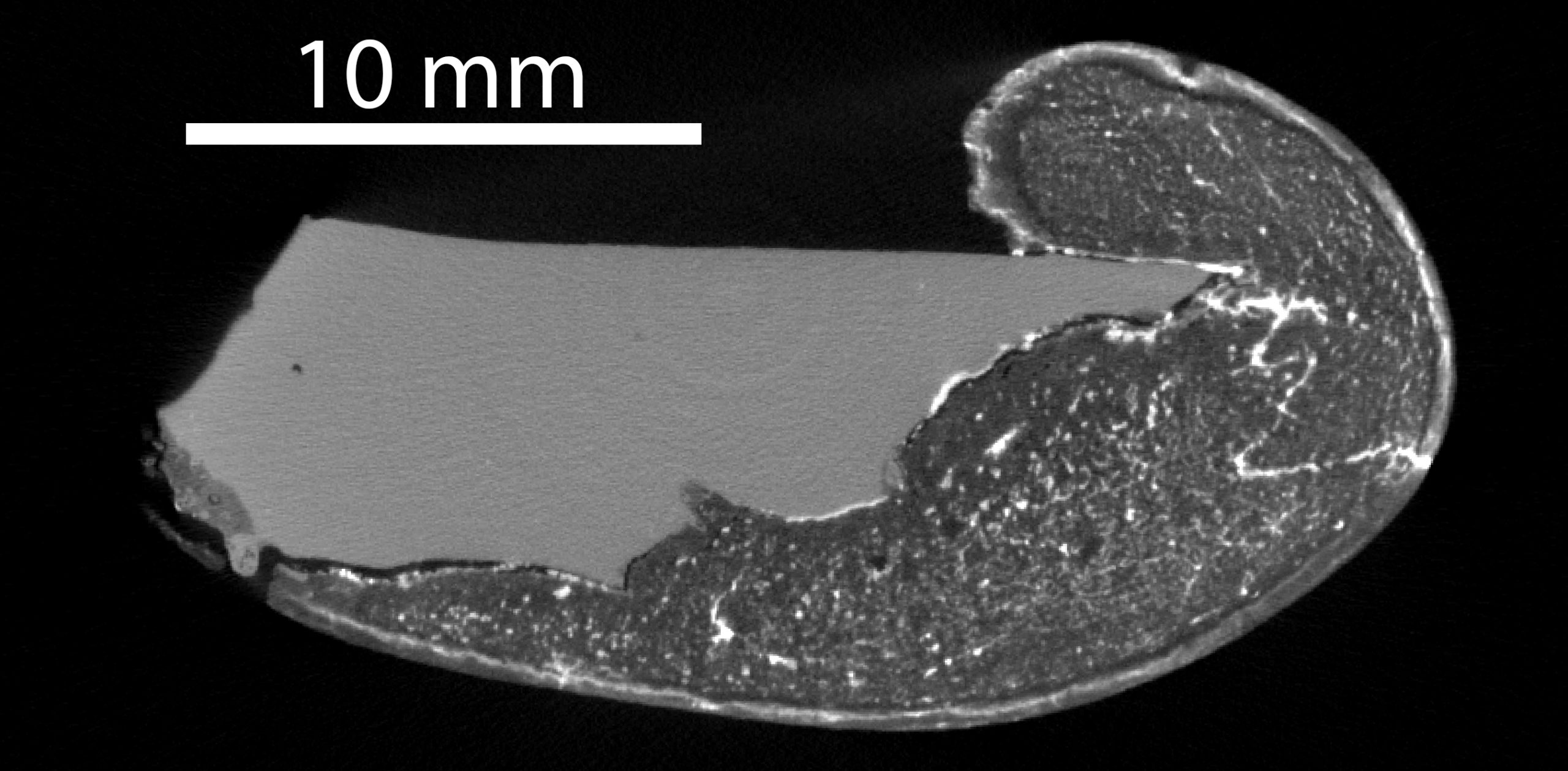 Neanderthal glue was a bigger deal than we thought - Ars Technica