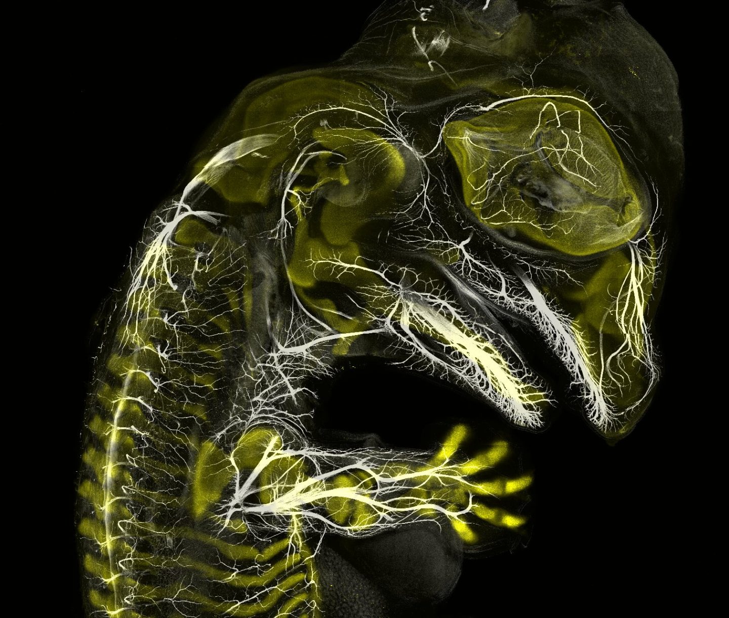 Nikon Small World microscopy contest: We’re all winners - Ars Technica