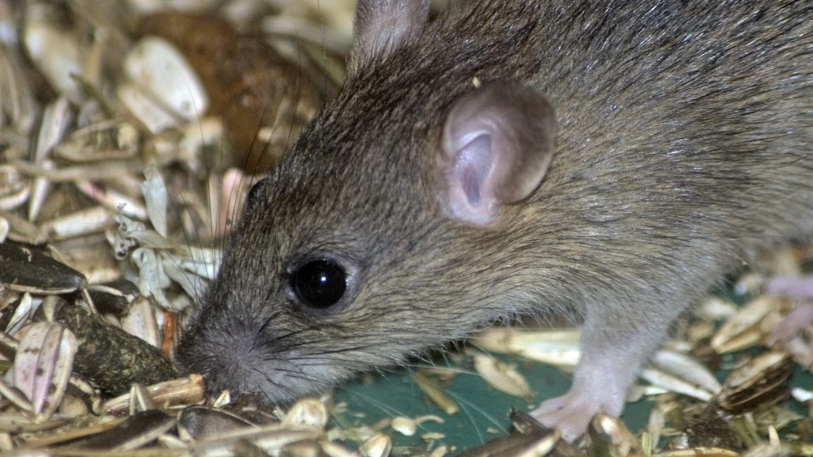 Are you a mouse who can’t let go of fear? Your microbiome might be the ...