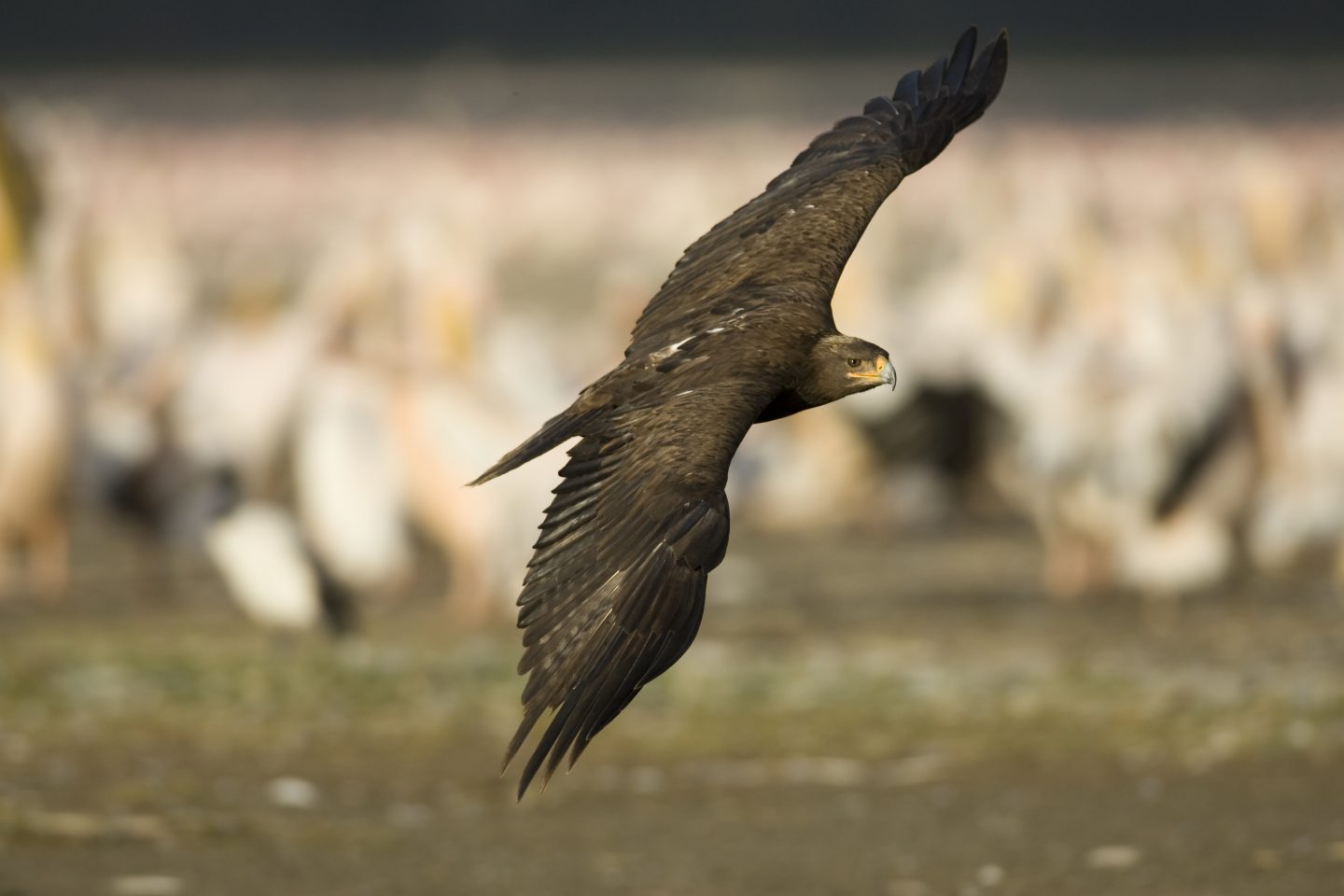 Eagles fly to Iran, rack up huge roaming charges - Ars Technica