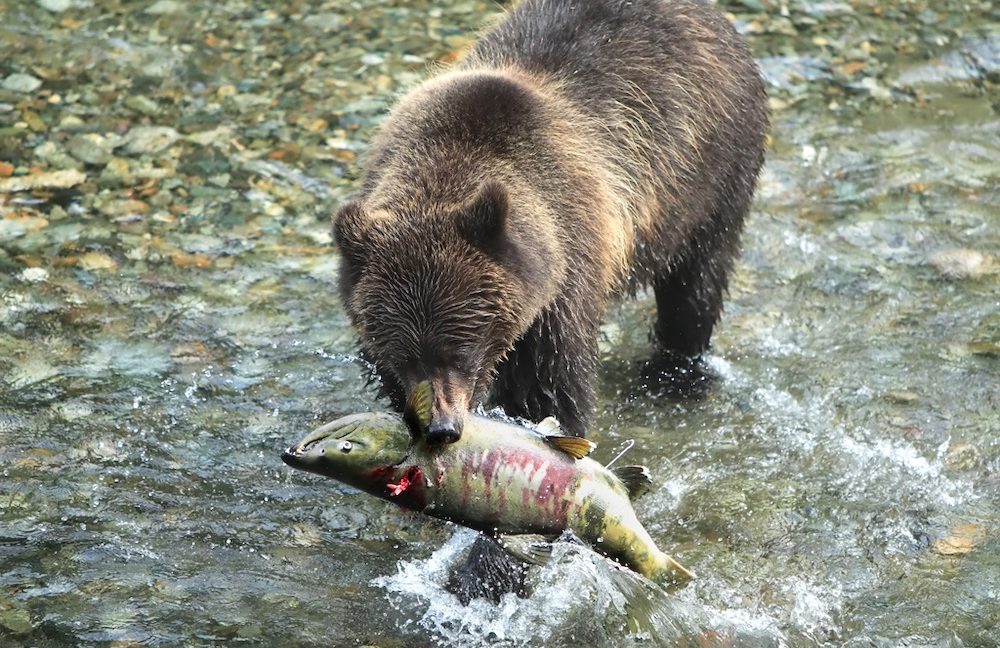 Russia’s Fancy Bear hackers conduct “significant cyberattacks” on anti ...