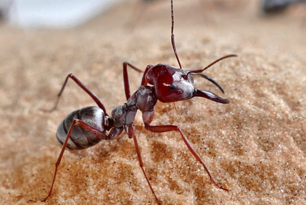 The world’s fastest ant clocks record speed of 108 times its own body ...