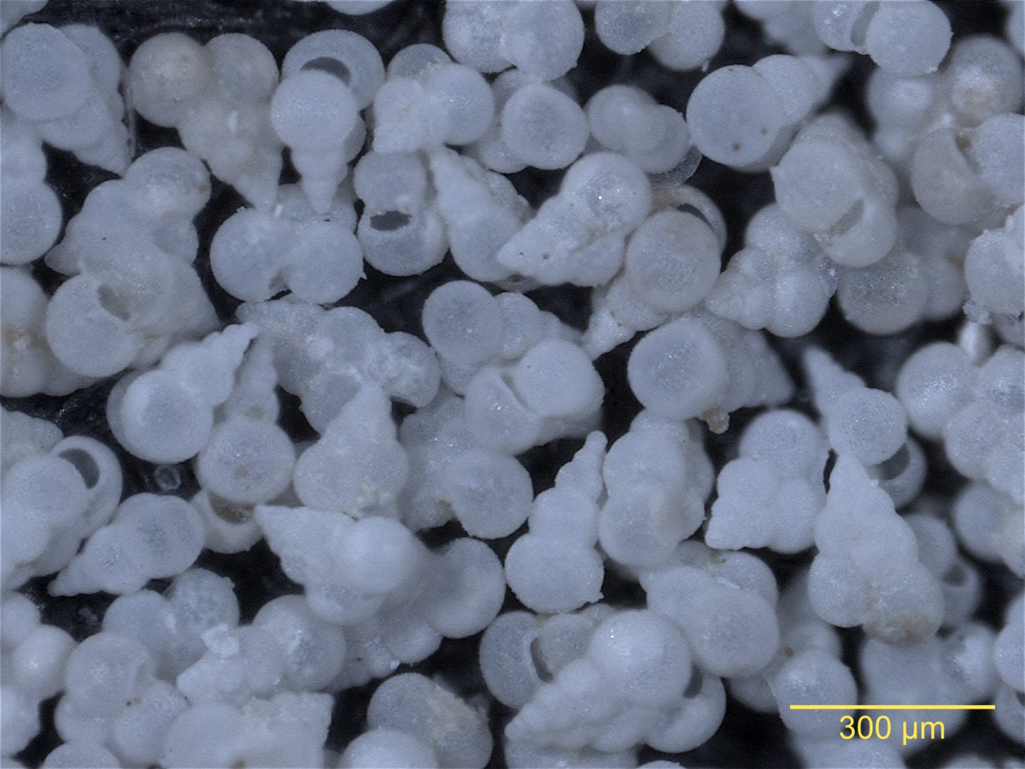 End-Cretaceous mass extinction saw big swings in ocean pH - Ars Technica