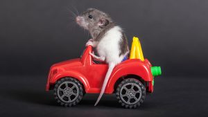 Rats love driving tiny cars, even when they don’t get treats - Ars Technica