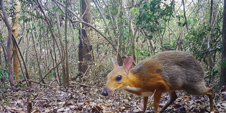A “mouse-deer,” seen once in the last century, has now been caught on ...