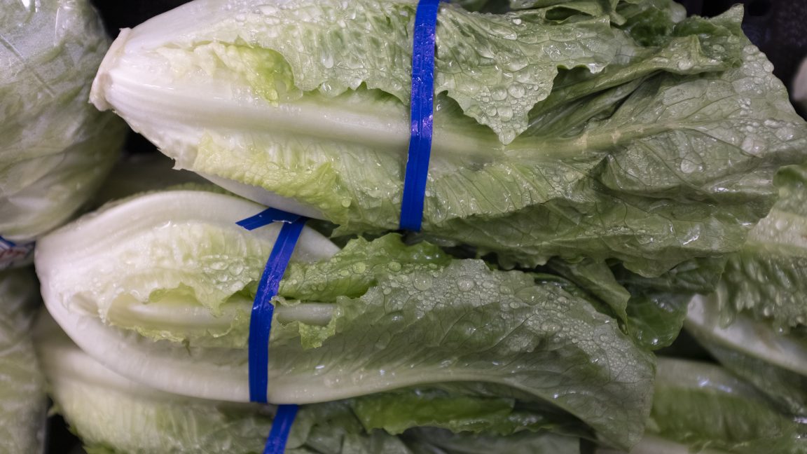 Poopy lettuce strikes again, sickening 67 with E. coli-tainted romaine ...