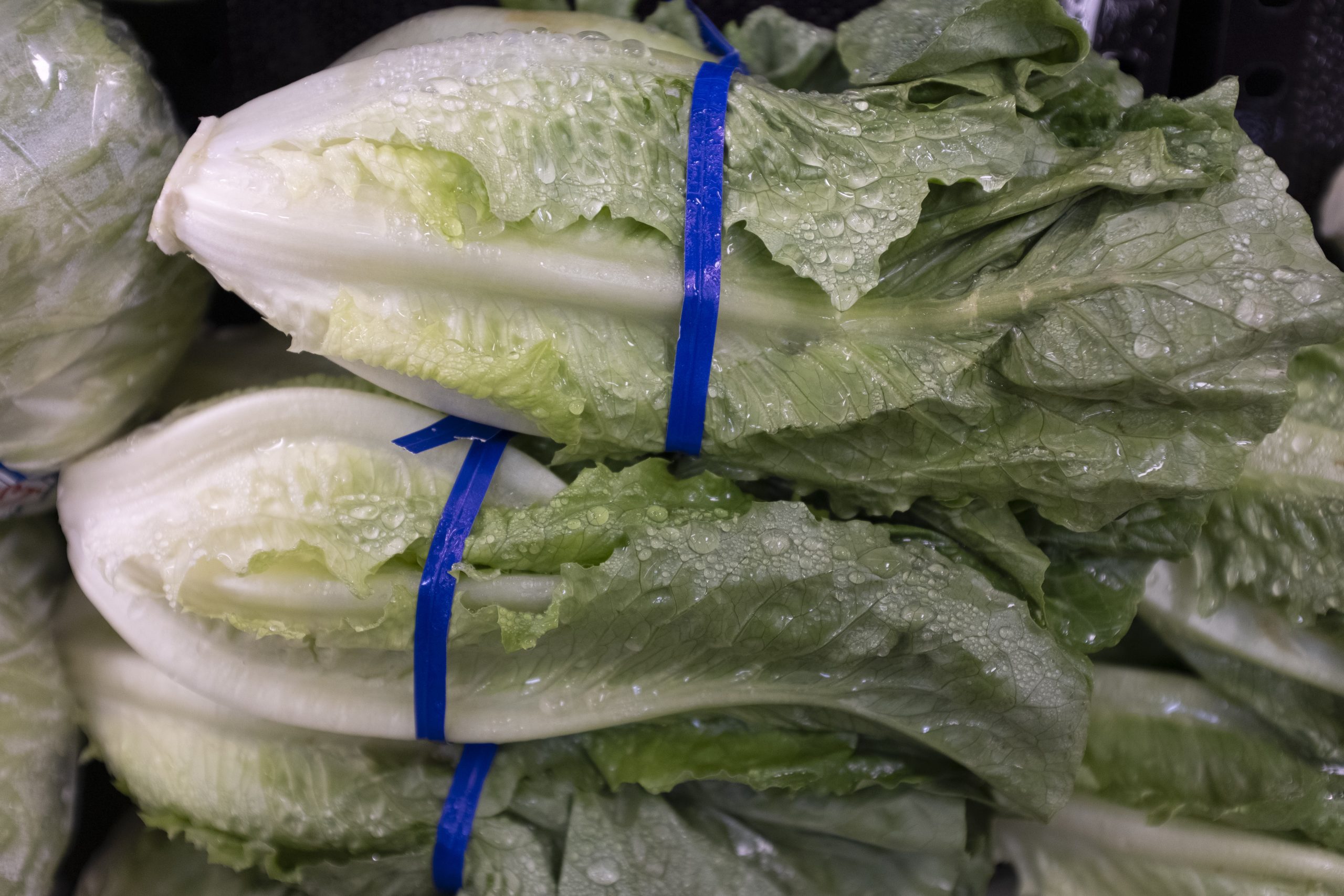 Poopy lettuce strikes again, sickening 67 with E. coli-tainted romaine ...