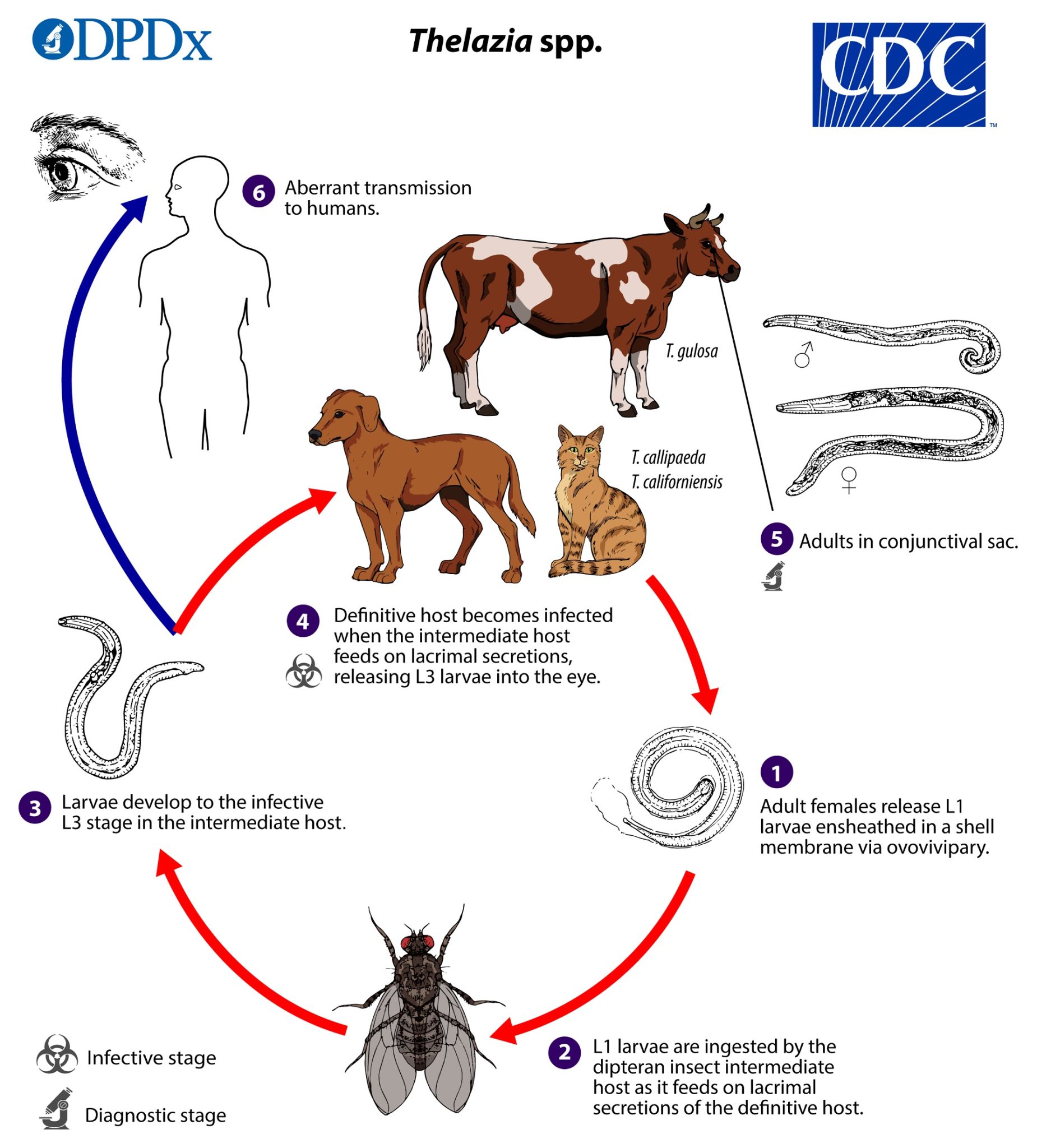 Cattle eyeball worms found in second human, raising worry of wriggly ...