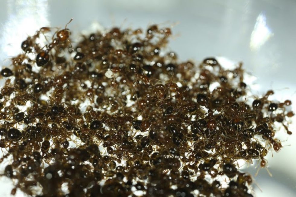 The physics behind how fire ants band together into robust floating ...