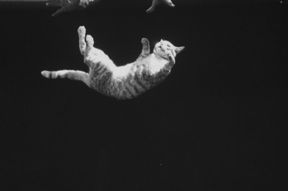 The surprisingly complicated physics of why cats always land on their ...