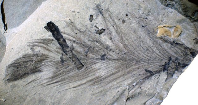 Forgotten trove of fossil feathers belonged to tiny polar dinosaurs ...