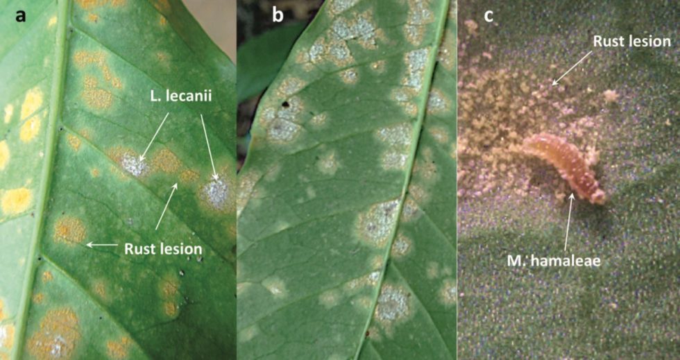 Clustering pattern of Azteca ant colonies may be due to a Turing ...